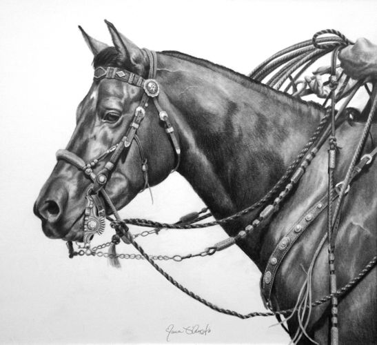 Maria D'Angelo Fine Art In Pencil - Vaquero's Pride